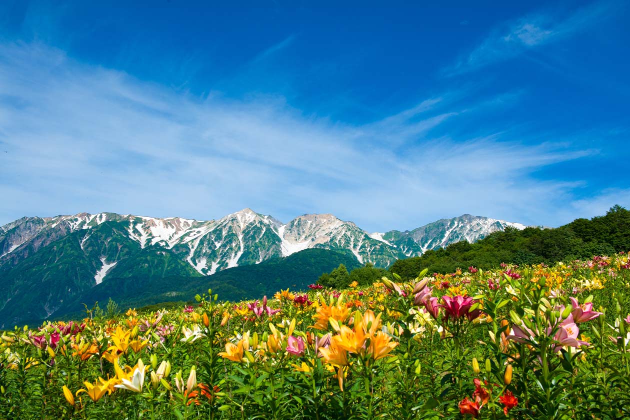 【長野】まるで天国！雪のアルプスを背景にかぐわしく鮮やかなユリの花畑！白馬岩岳マウンテンリゾート「ゆり園＆マウンテンビュー」がOPEN ...